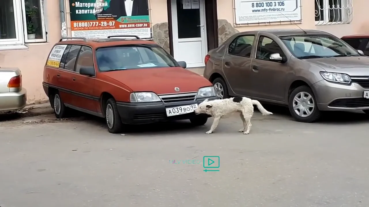 IT 0003 Anarchist dog on Vimeo