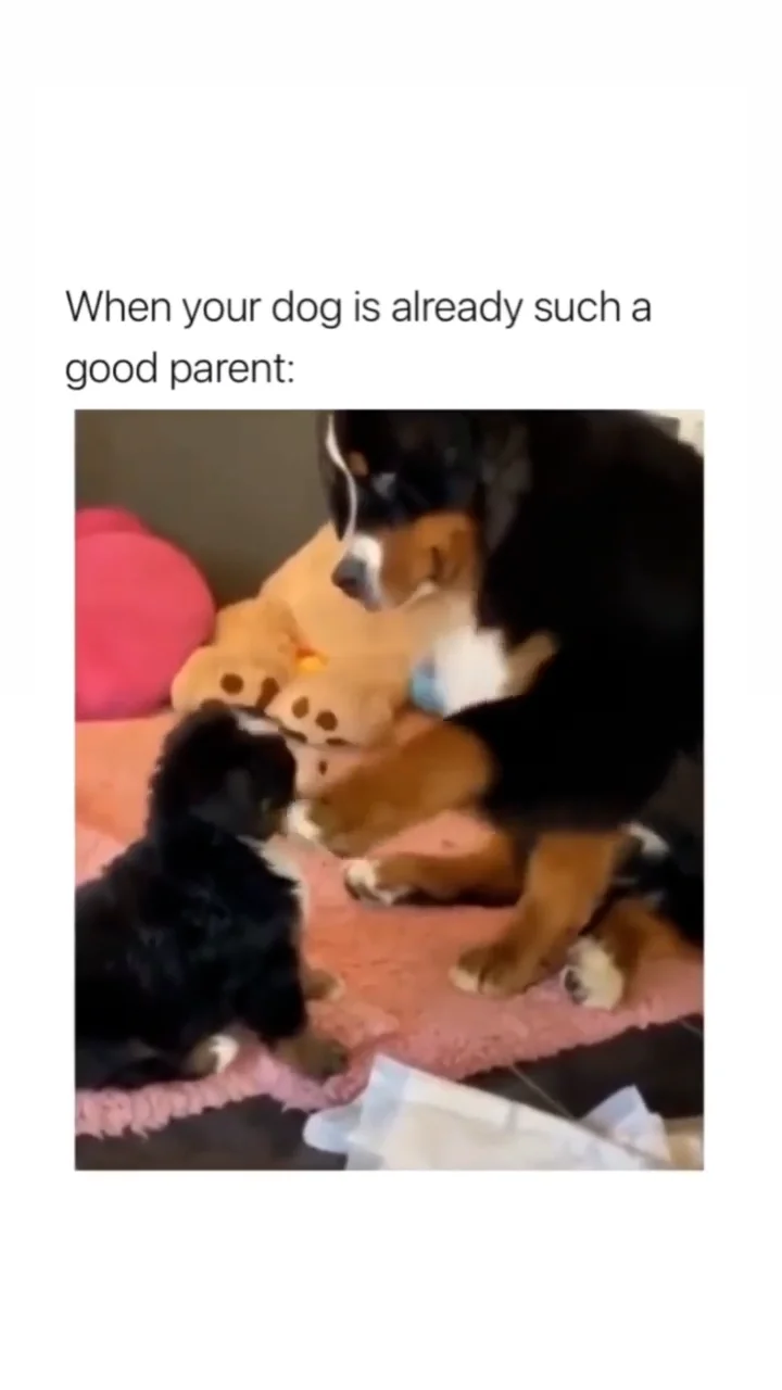 dog meme pcu 16 on Vimeo