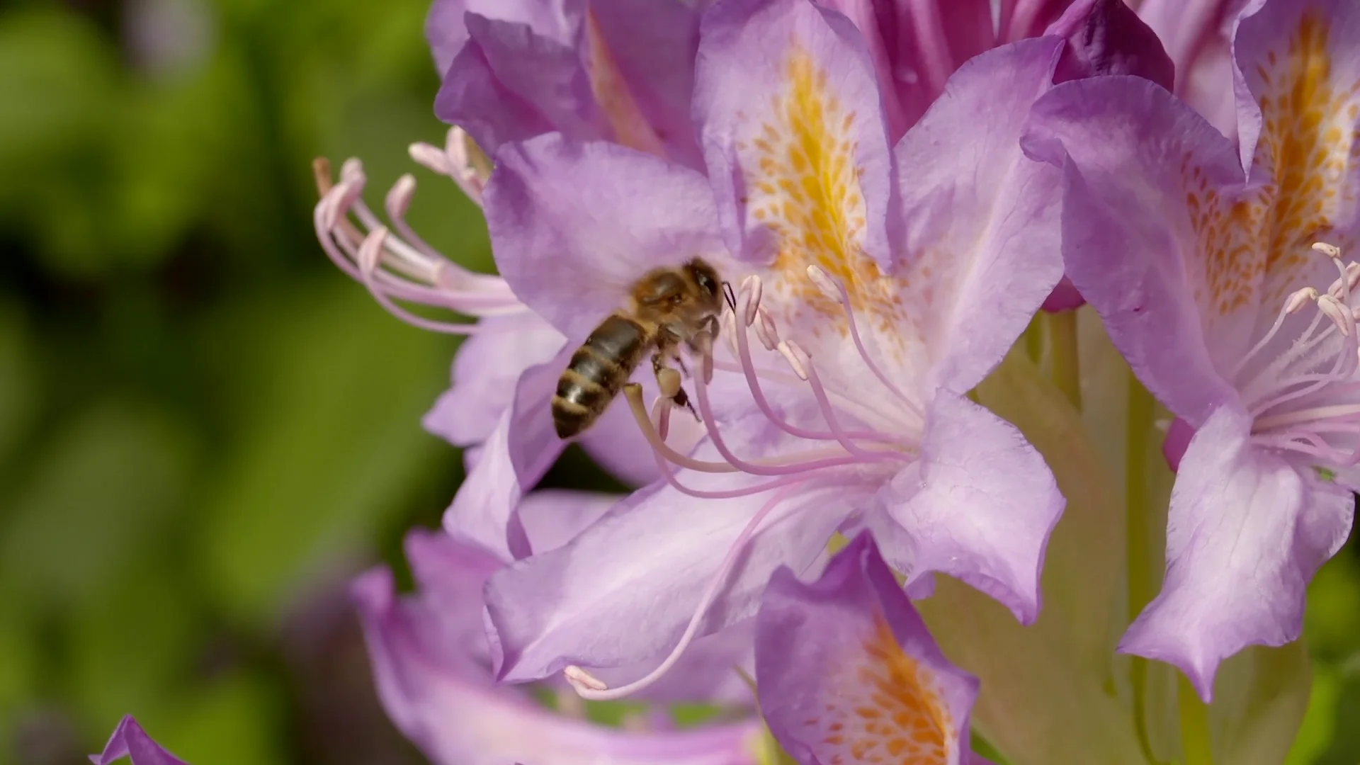 Bees and the Dance of Love - Jonathan Kimber (16 February 2022)