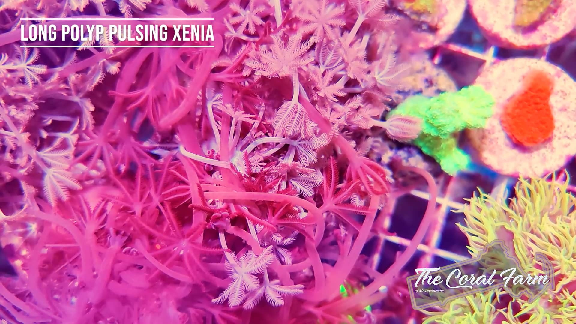 Long Polyp Pulsing Xenia on Vimeo