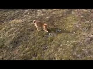 Nelson - Shiba Inu puppy for sale on Vimeo