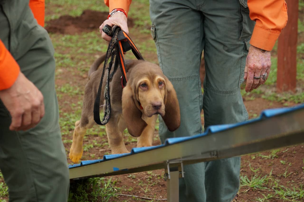 Bloodhound Training - San Diego County Sheriff's Department on Vimeo