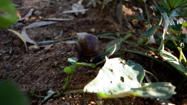 African, Giant, Snail. Free Stock Video - Pixabay