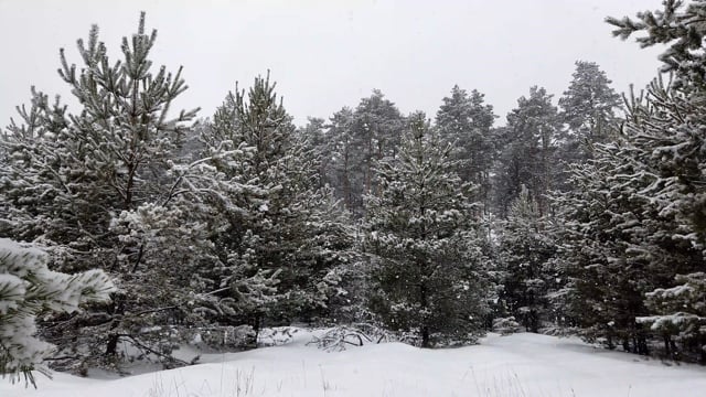 Snowfall Forest Snow - Free video on Pixabay