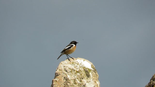 European Stonechat, Bird, Nature. Free Stock Video - Pixabay