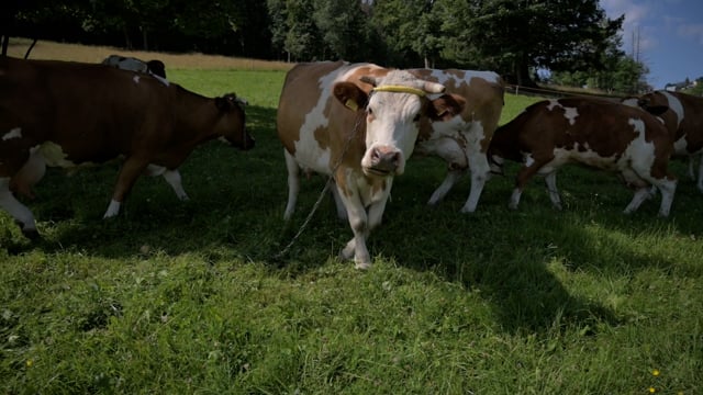 Animal Farm Buck - Free video on Pixabay