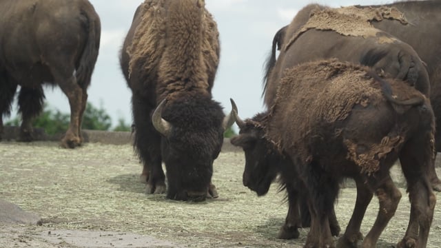 Buffalo Cow - Free video on Pixabay