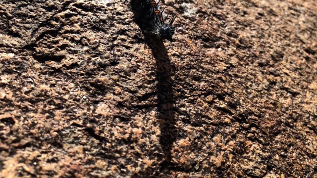 Caterpillar, Insect, Nature. Free Stock Video - Pixabay