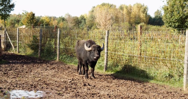 Buffalo Cute Buffalo Pet Buffalo Free Stock Video - Pixabay