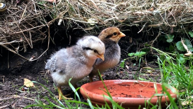 Tavuk Piliç Babys - Free video on Pixabay - Pixabay