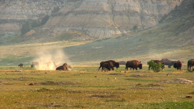 Buffalo, Buffaloes, Cow Buffalo. Free Stock Video - Pixabay