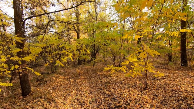 Autumn, Golden Autumn In The Forest, Falling Leaves. Free Stock Video ...