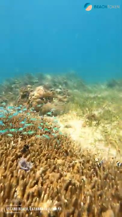 Exploring the Reef with the $BEACH Dive Team - Escano Beach, Catarman ...