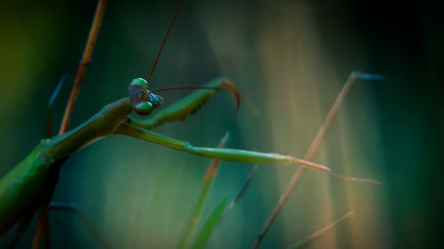 Mantis Videos: Download 9+ Free 4K & HD Stock Footage Clips - Pixabay