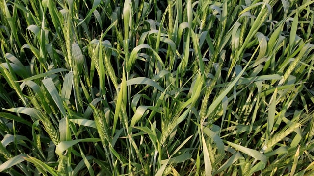 Wheat Green Close - Free video on Pixabay - Pixabay