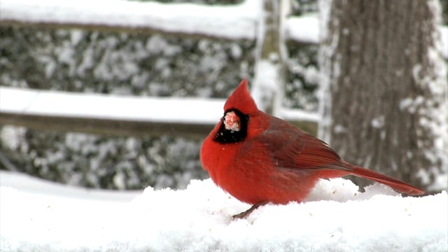 Cardinal Oiseau Rouge Les - Free video on Pixabay
