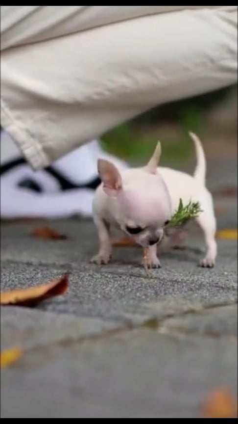 cute dogs , funny dogs videos on Vimeo