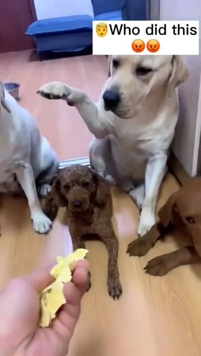 Funny & Cute Dogs on Vimeo
