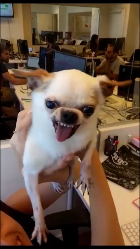 funny dogs videos on Vimeo