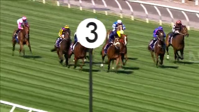 I Am Invincible - Stallion | Breednet