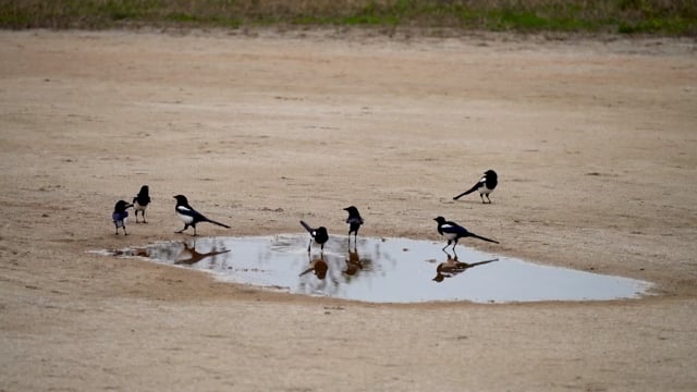 Birds, Puddle, Sand. Free Stock Video - Pixabay
