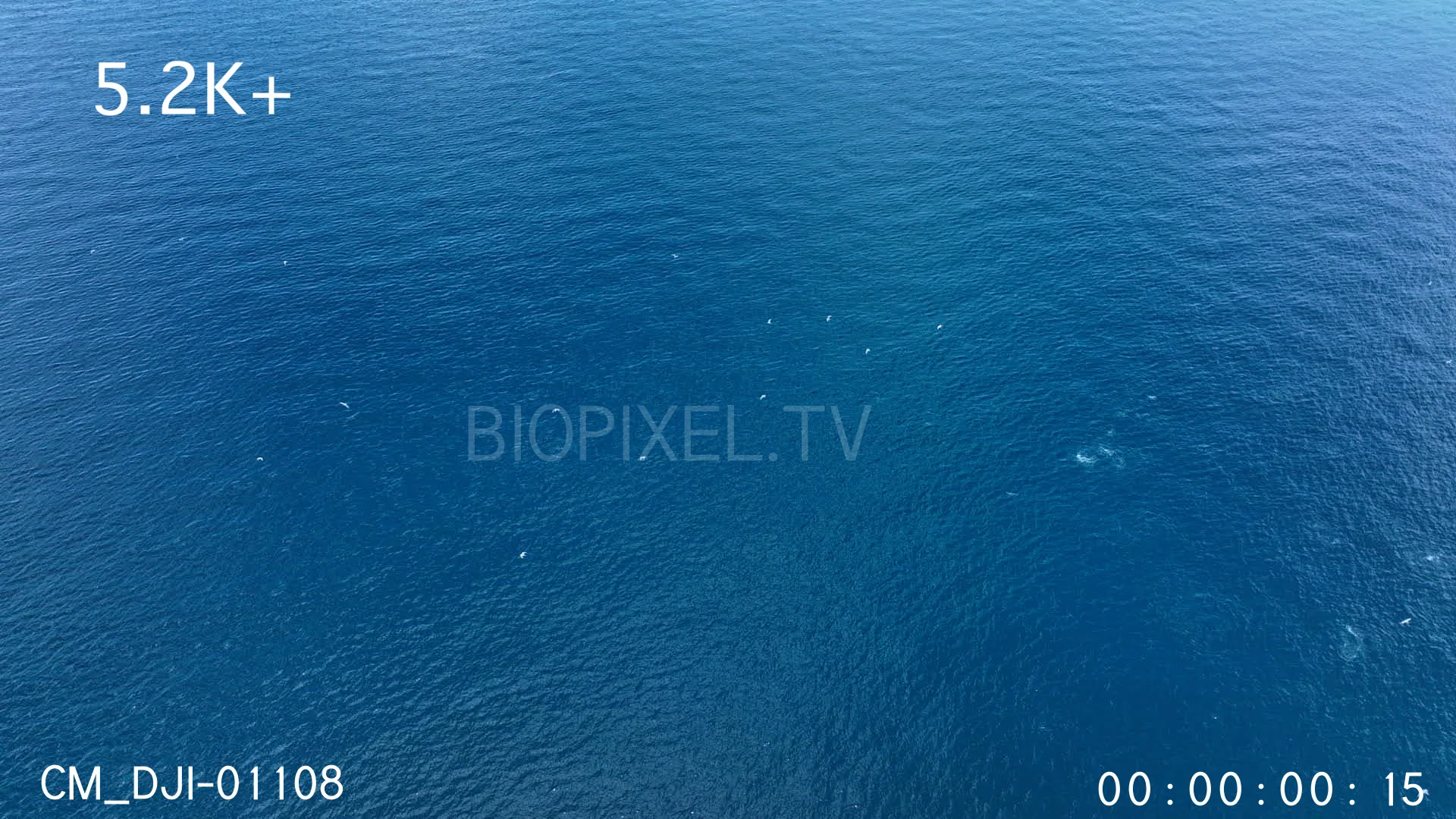 Fish - Aerial - Bait ball with bobbies and sharks feeding on school of ...