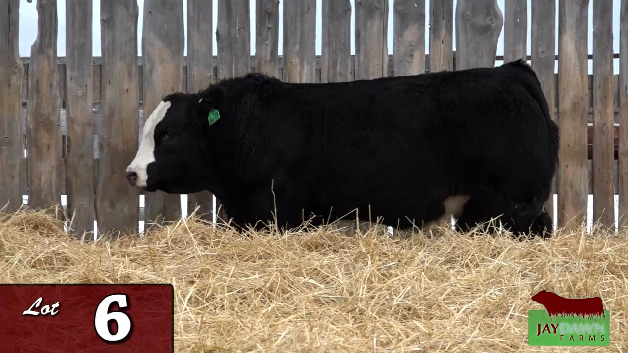 Lot 6 - JayDawn 2022.mp4 on Vimeo