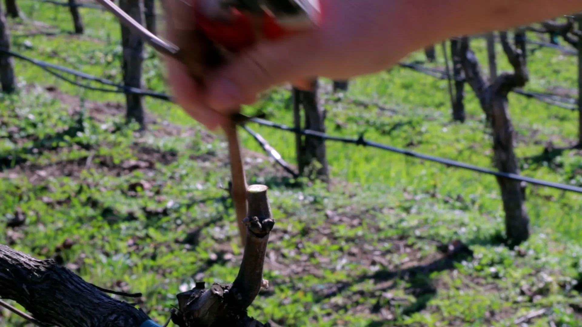 Watch A Perfect Vintage Online | Vimeo On Demand on Vimeo