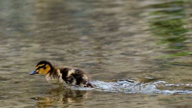Duck Cub Chick - Free video on Pixabay