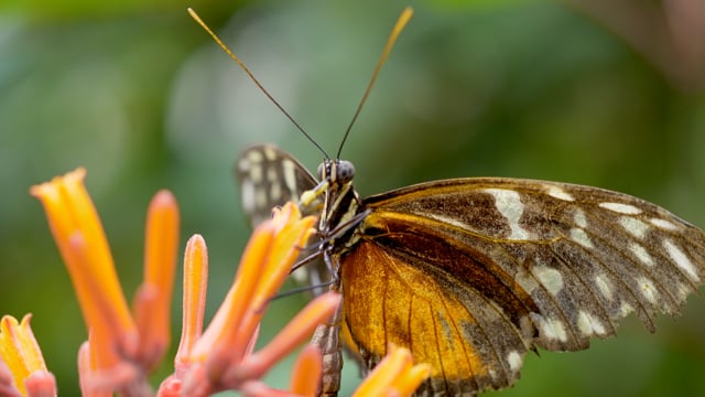 Butterfly Flower Nectar - Free video on Pixabay