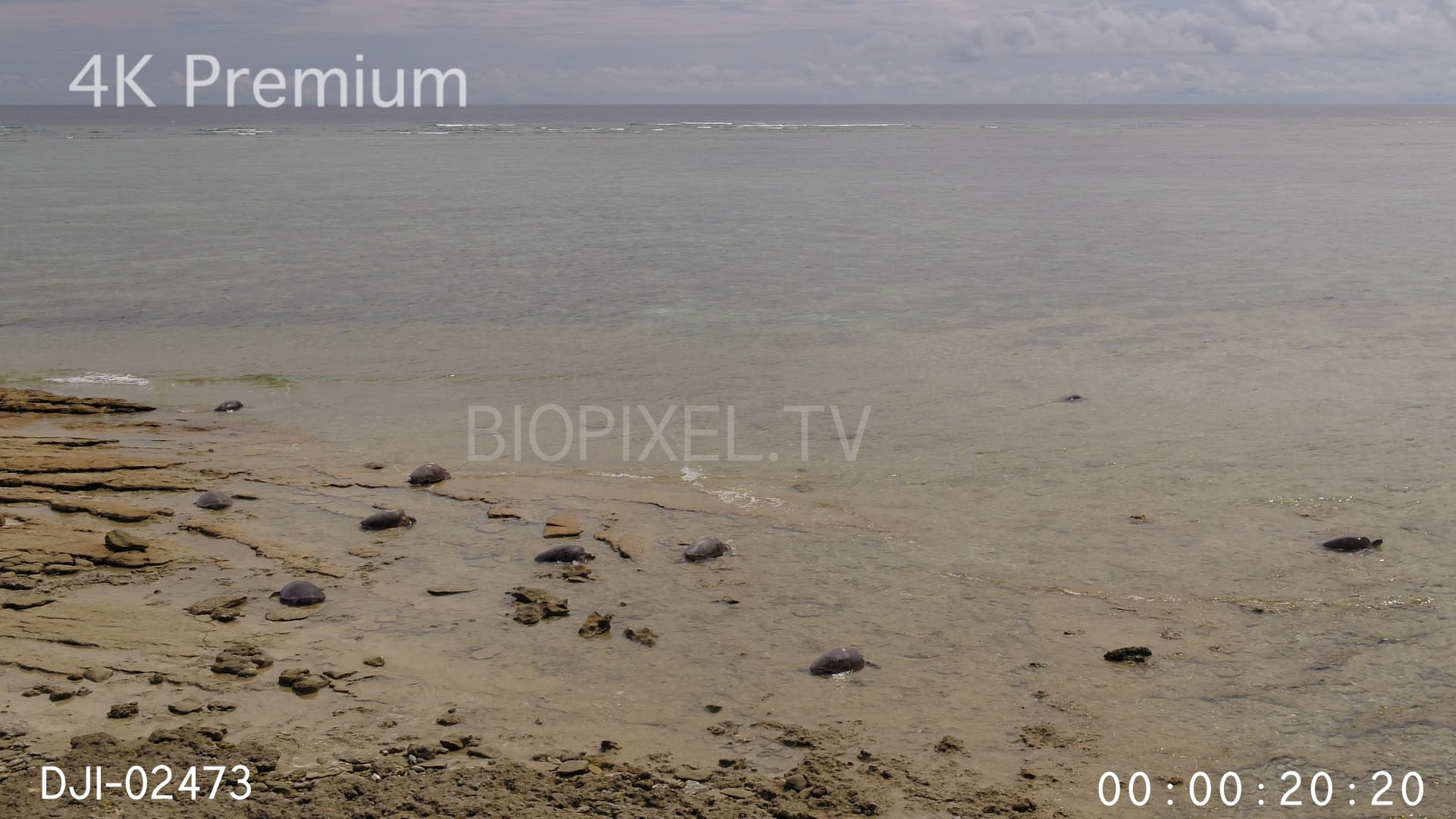 4K Aerial Turtle - Aerial - Green Sea Turtles trapped on reef rocks at ...