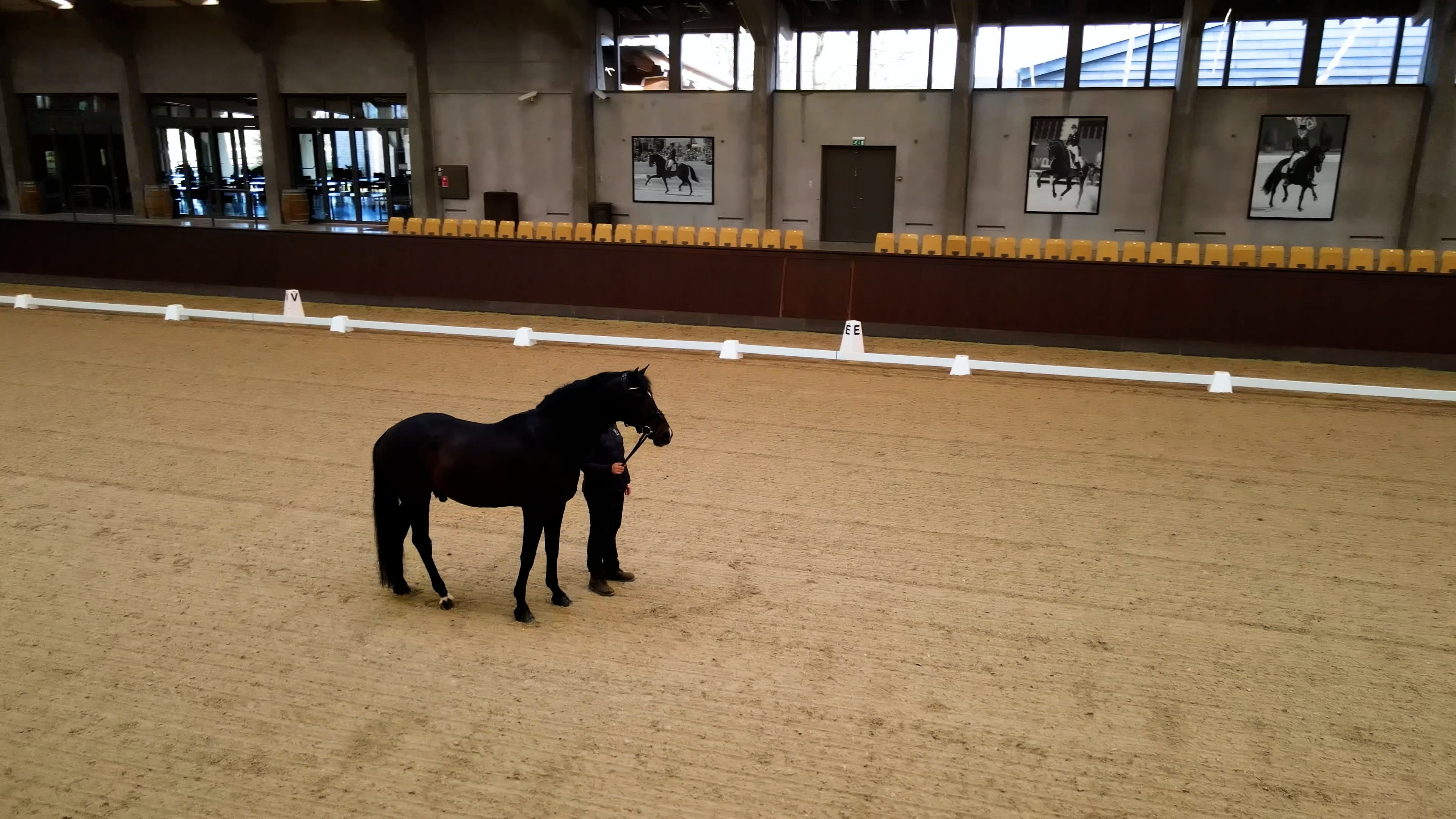 Stallion Collection 2022 on Vimeo