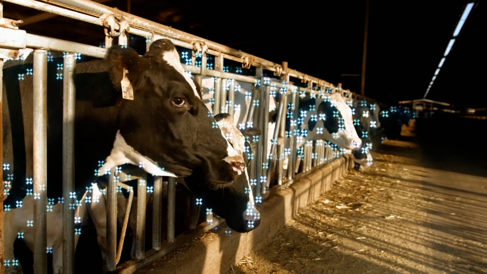 cainthus_promo_2022_website Technology page (1080p).mp4 on Vimeo