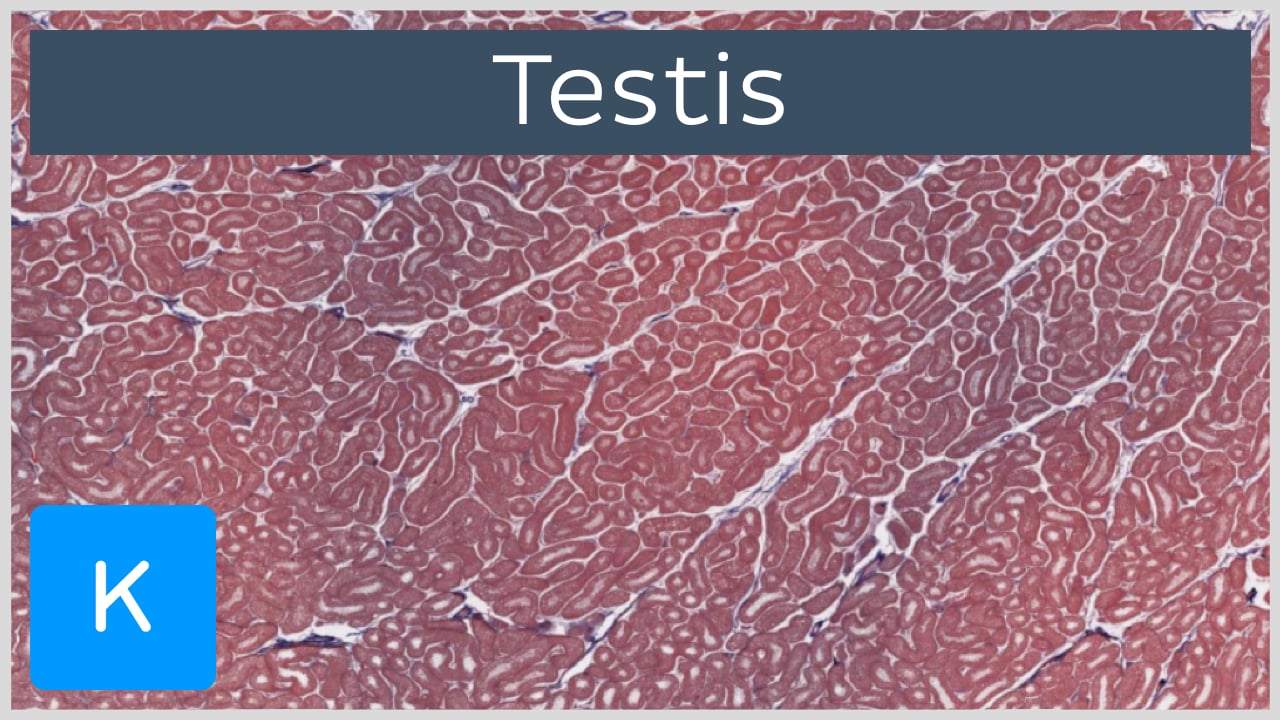Rete Testis Histology