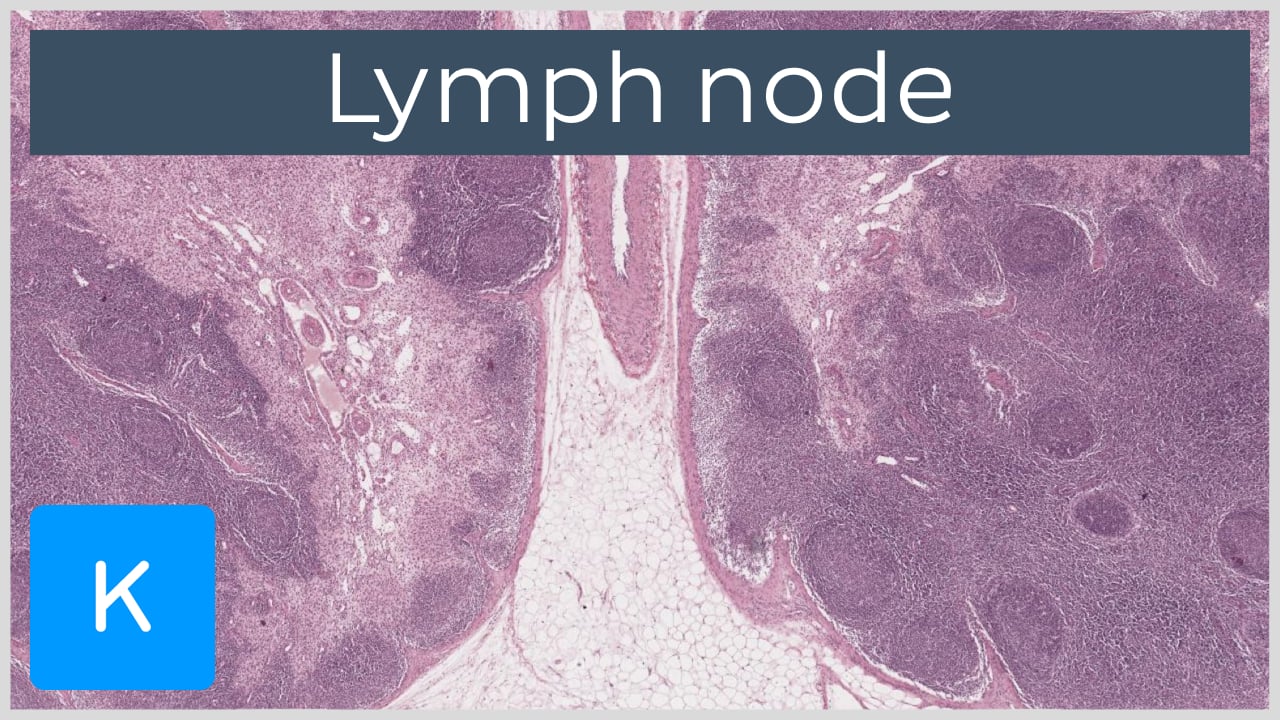 Lymph Nodes Histology Diagram