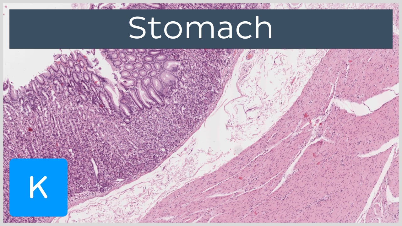 Stomach Histology Drawing Labeled