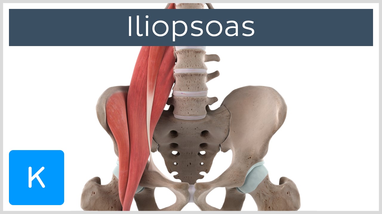 Iliopsoas Origin And Insertion