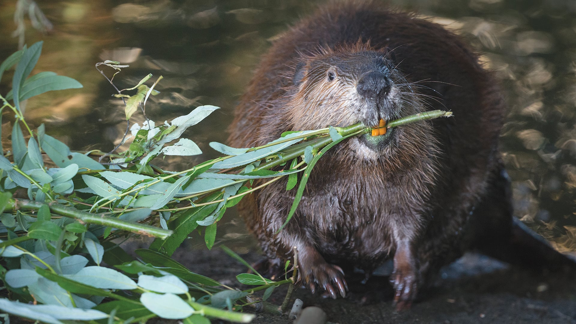 Beavers: Eco-Engineers on Vimeo