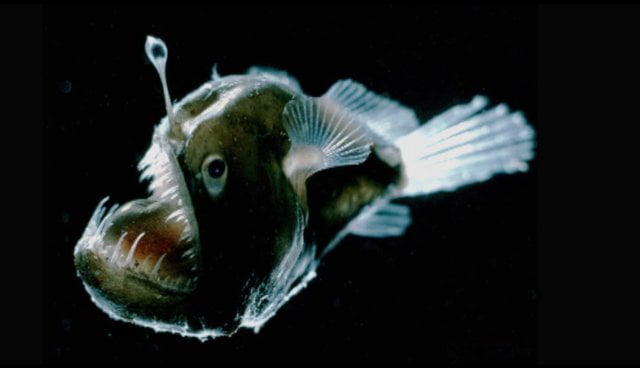 NOVA Science NOW | Edie Widder on Vimeo