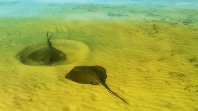 Stingray, Sting Ray, Wildlife. Free Stock Video - Pixabay