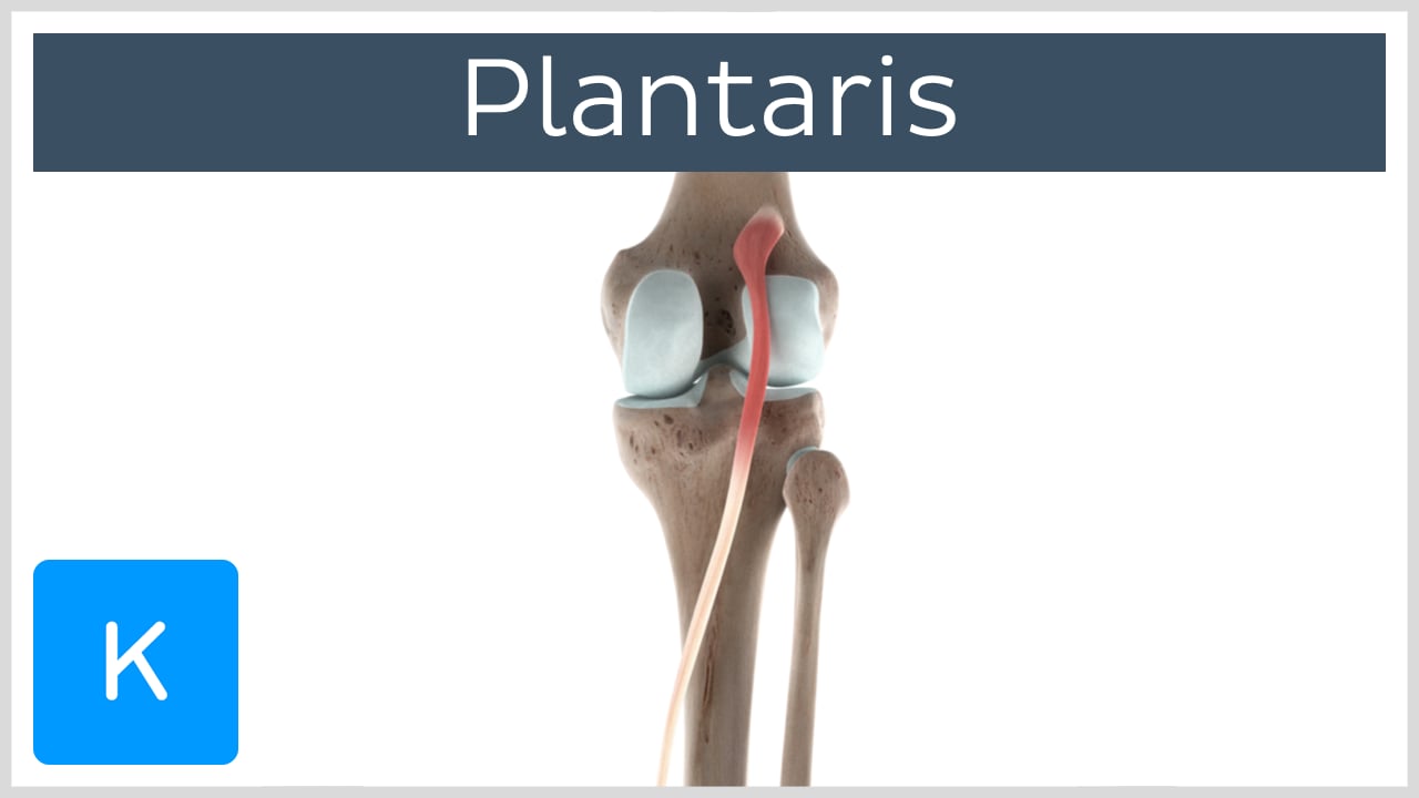 Plantaris Muscle Mri