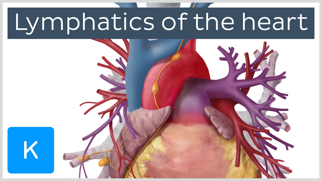 Mediastinal Lymph Nodes