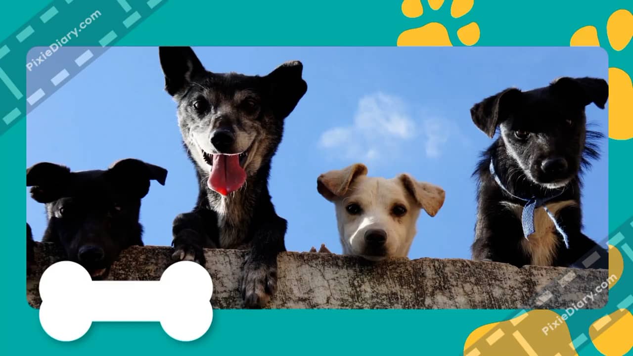 Create A Pet Slideshow with Your Photos and Music! | Best Slideshow ...