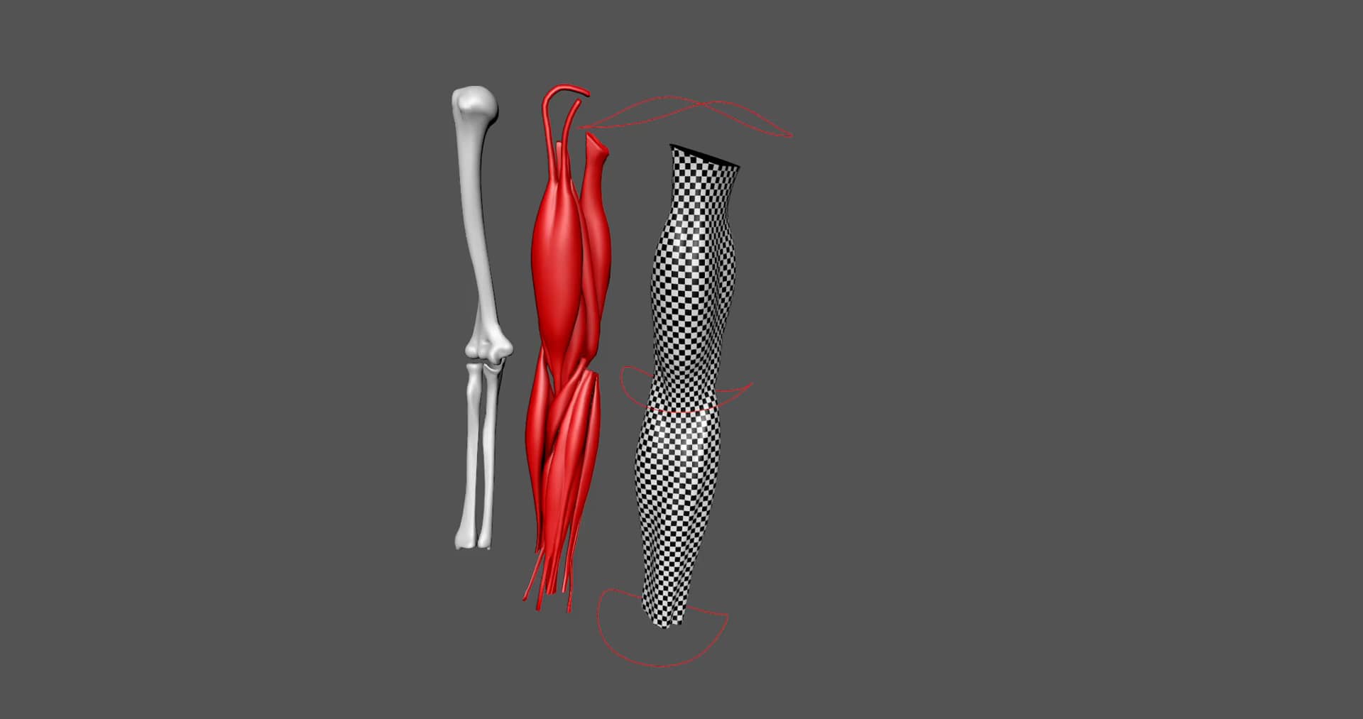 Fascia Muscle Simulation on Vimeo