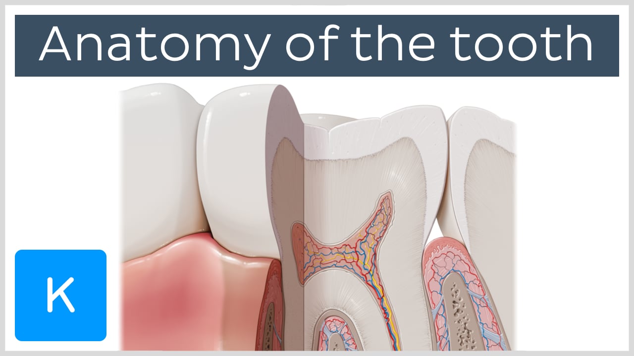 Human Teeth Diagram Labeled