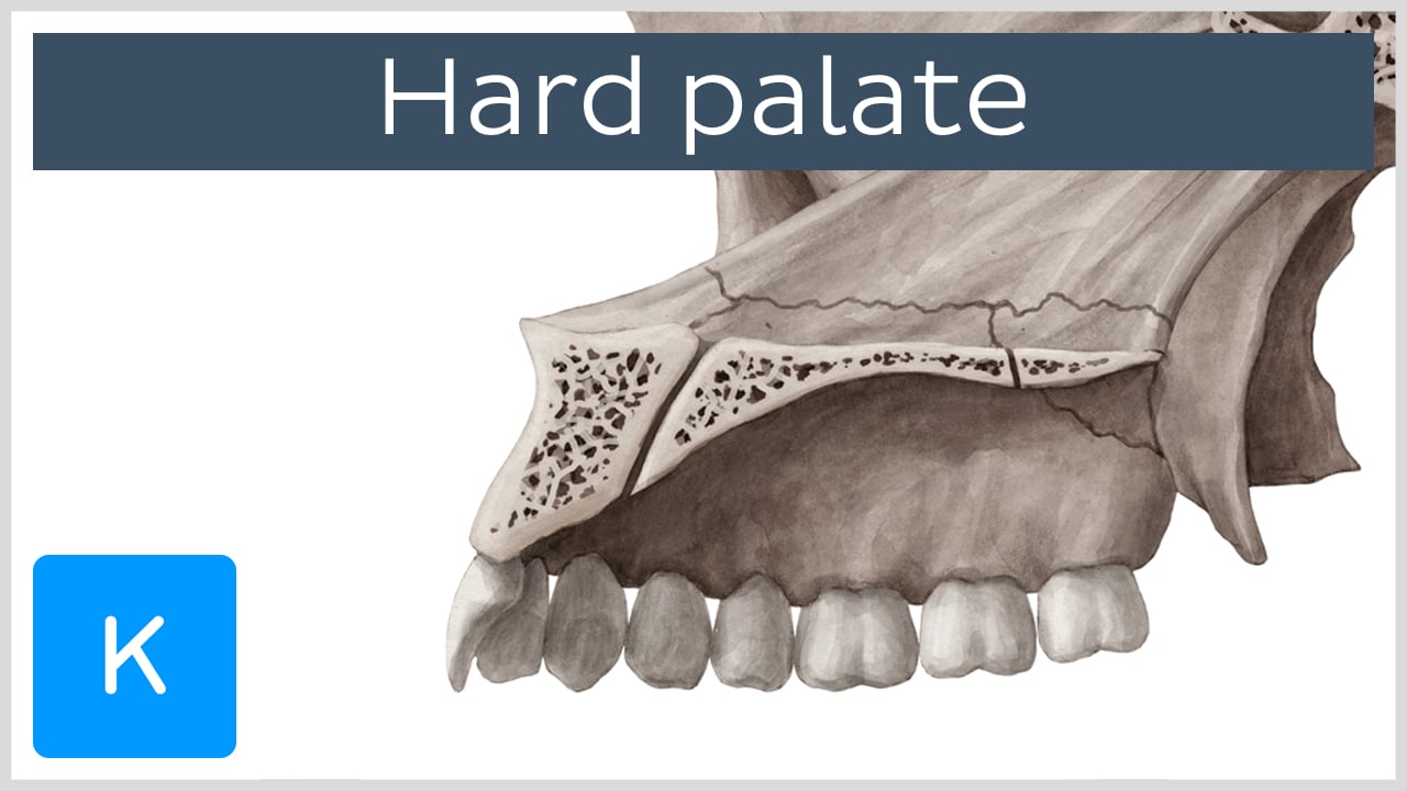 Palatal Process Of Maxilla