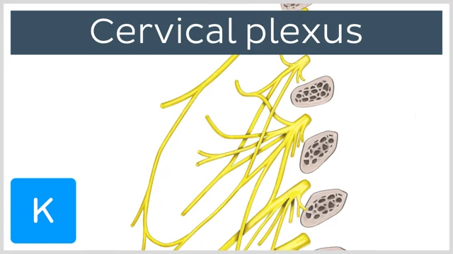 Cervical Plexus Injuries