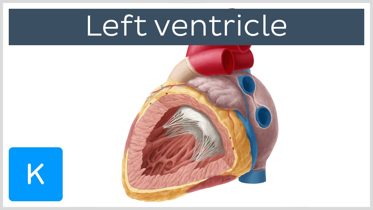 Supraventricular Crest