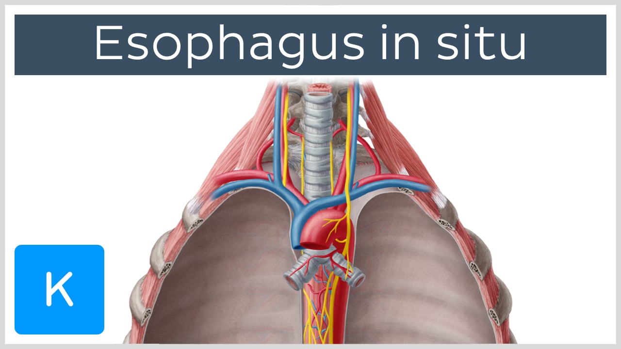 Esophagus Heart Anatomy