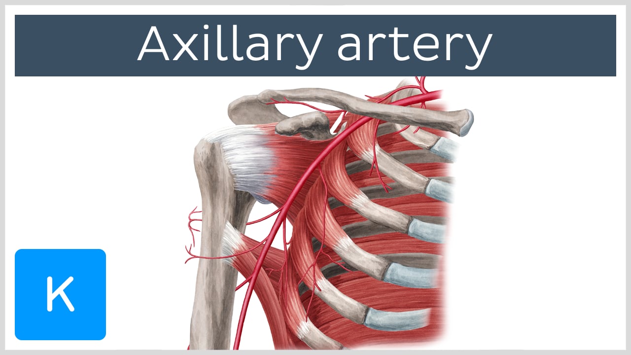 Left Axillary Artery